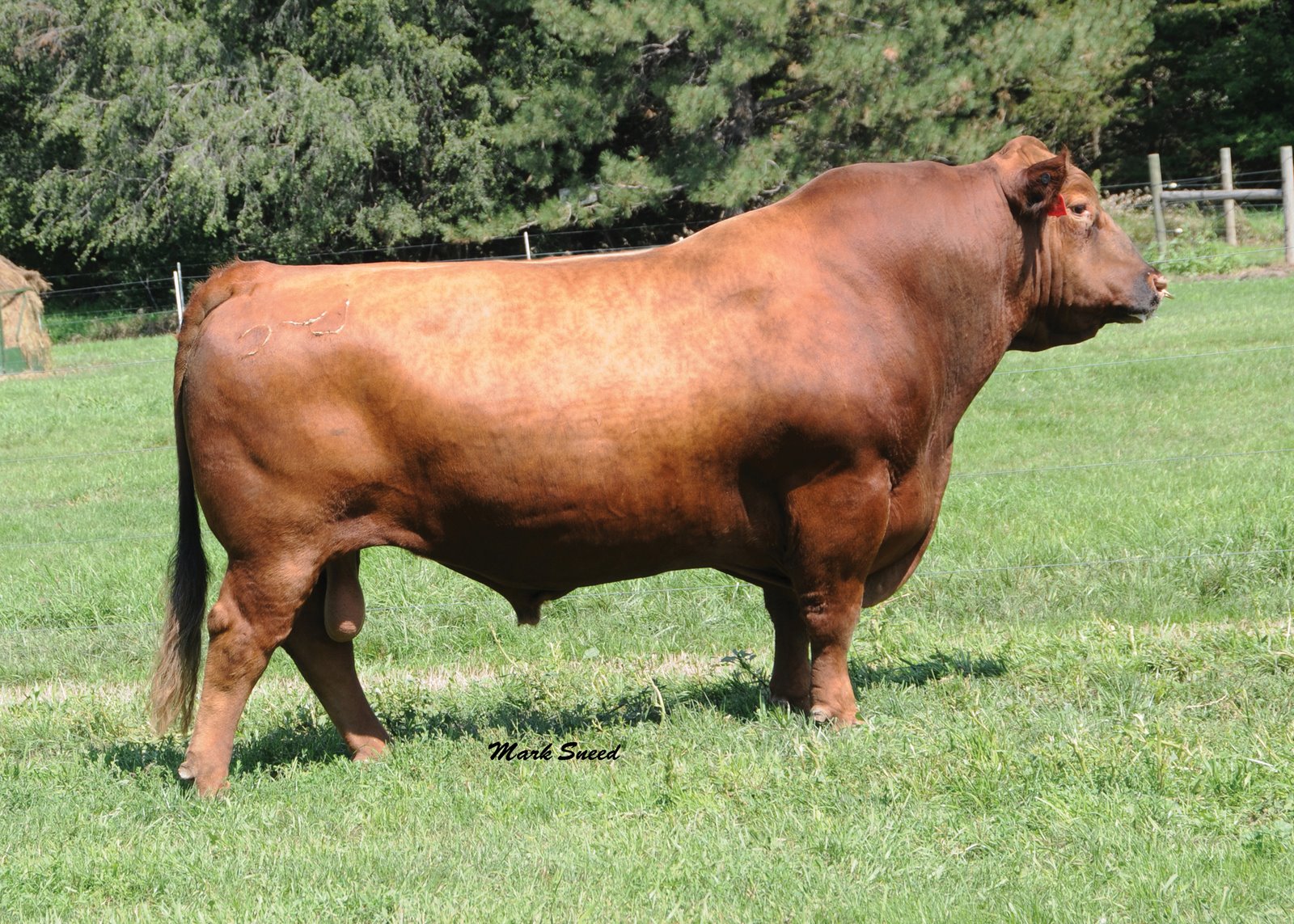 Shady Oaks Farm Red Angus: Bulls For Sale - 2010