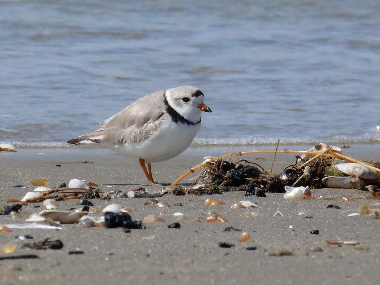 On the road: Piping Plovers