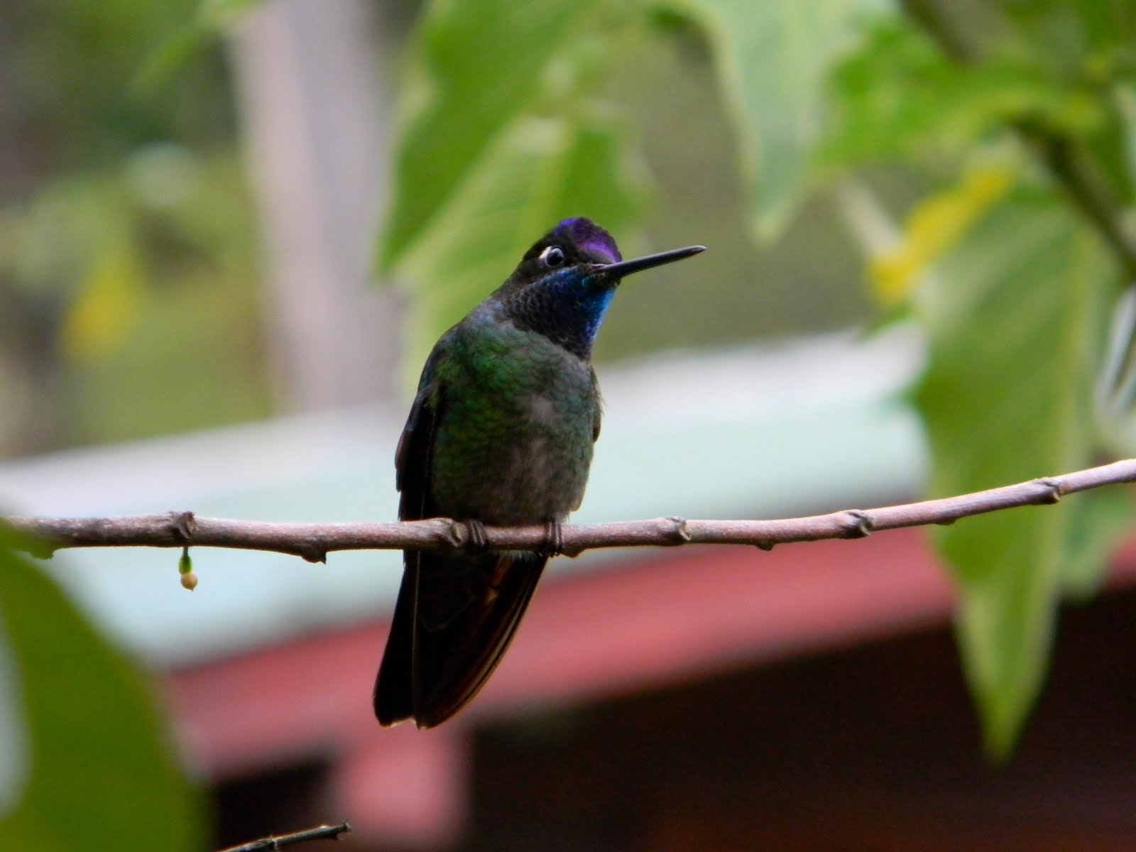 On the road: Panama: hummingbirds