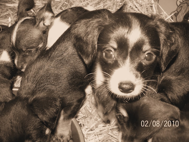 Dog Wallpaper: Chiweenie Puppies Life Span wallpapers