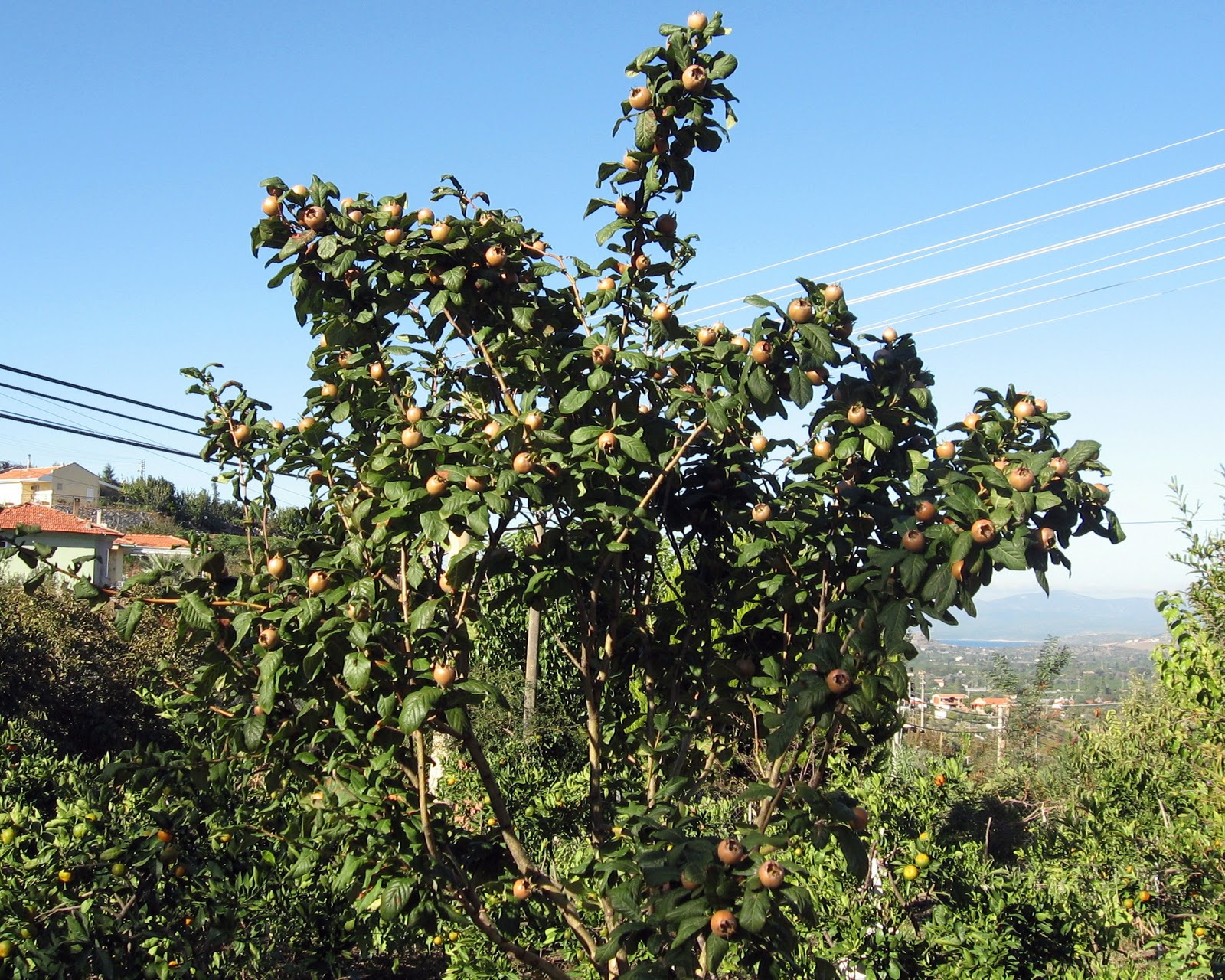 Cittaslow Botanik Park: MUŞMULA AĞACI