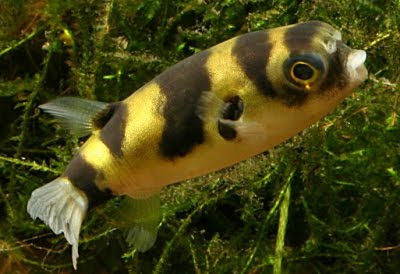 Aquarium: Colomesus psittacus, Pesce Palla