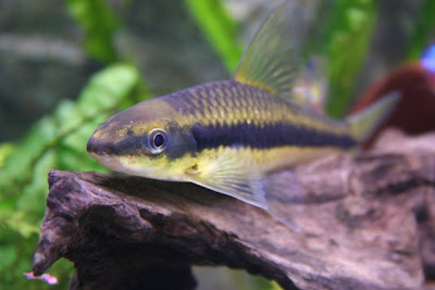 Aquarium: Garra Rufa