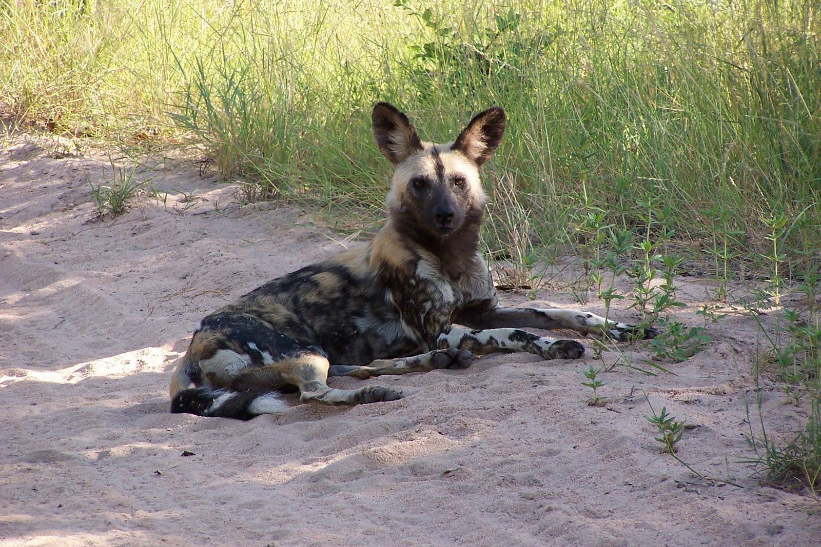 The Game Lodge Index Interesting Facts About Wild Dogs the-game-lodge-index-interesting-facts-about-wild-dogs