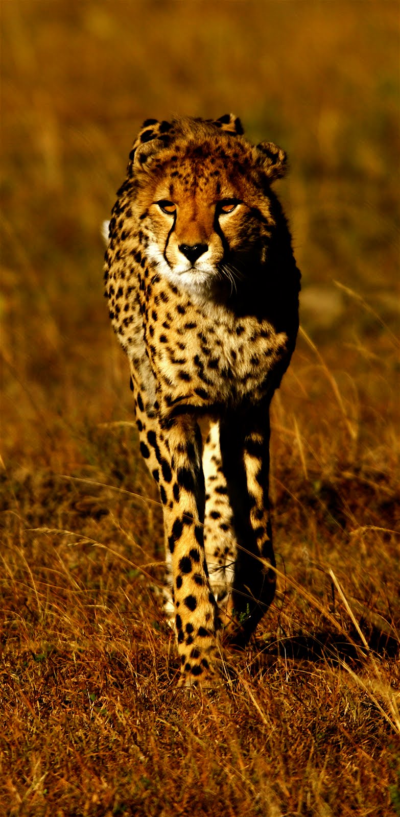 the-game-lodge-index-a-few-interesting-facts-about-cheetahs