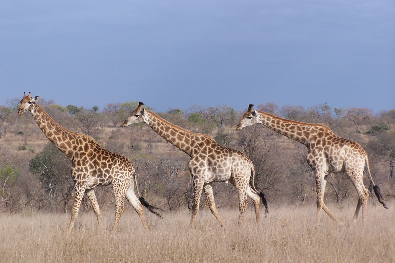 The Game Lodge Index: Fun Facts about Giraffes!
