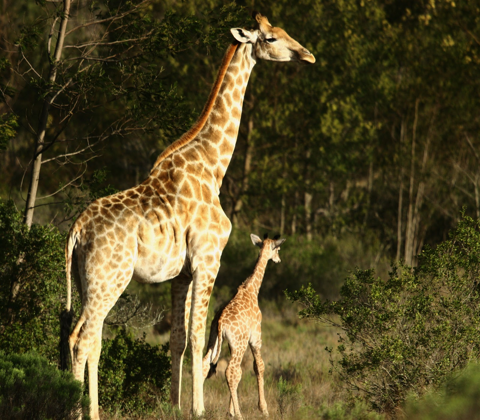 The Game Lodge Index: Fun Facts about Giraffes!