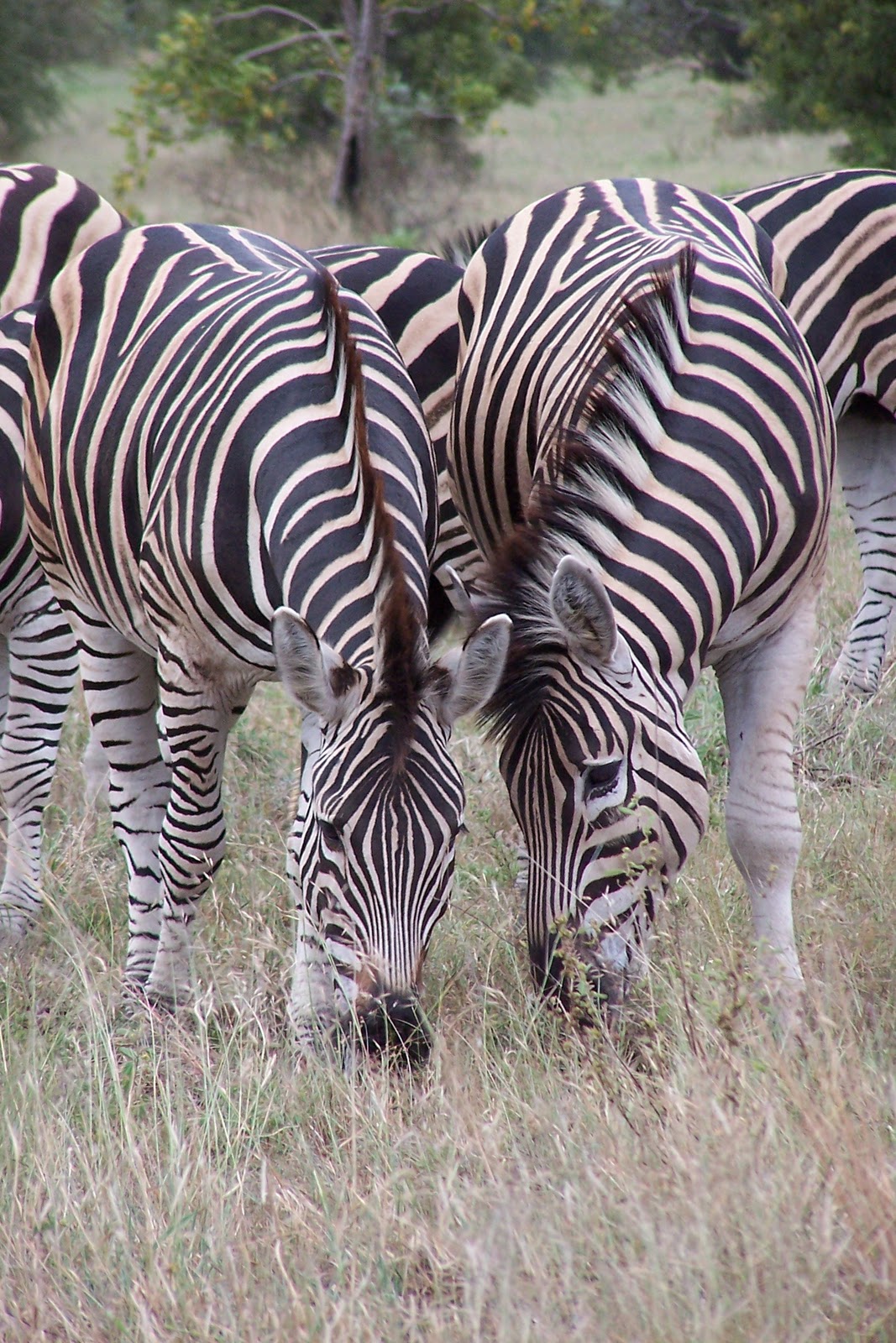 The Game Lodge Index: Fun Facts about Zebras