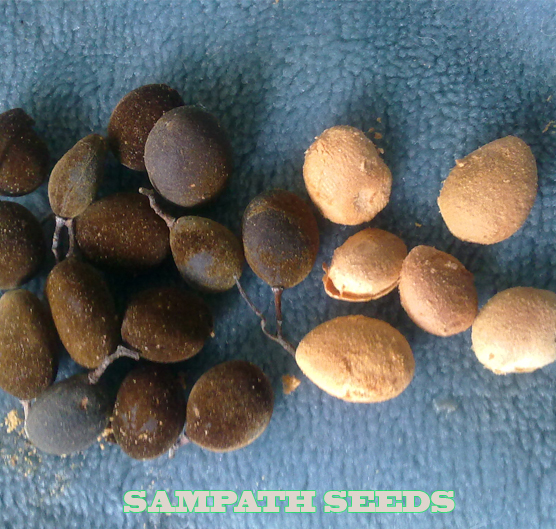 PLANTS DESCRIPTION: Velvet Tamarind