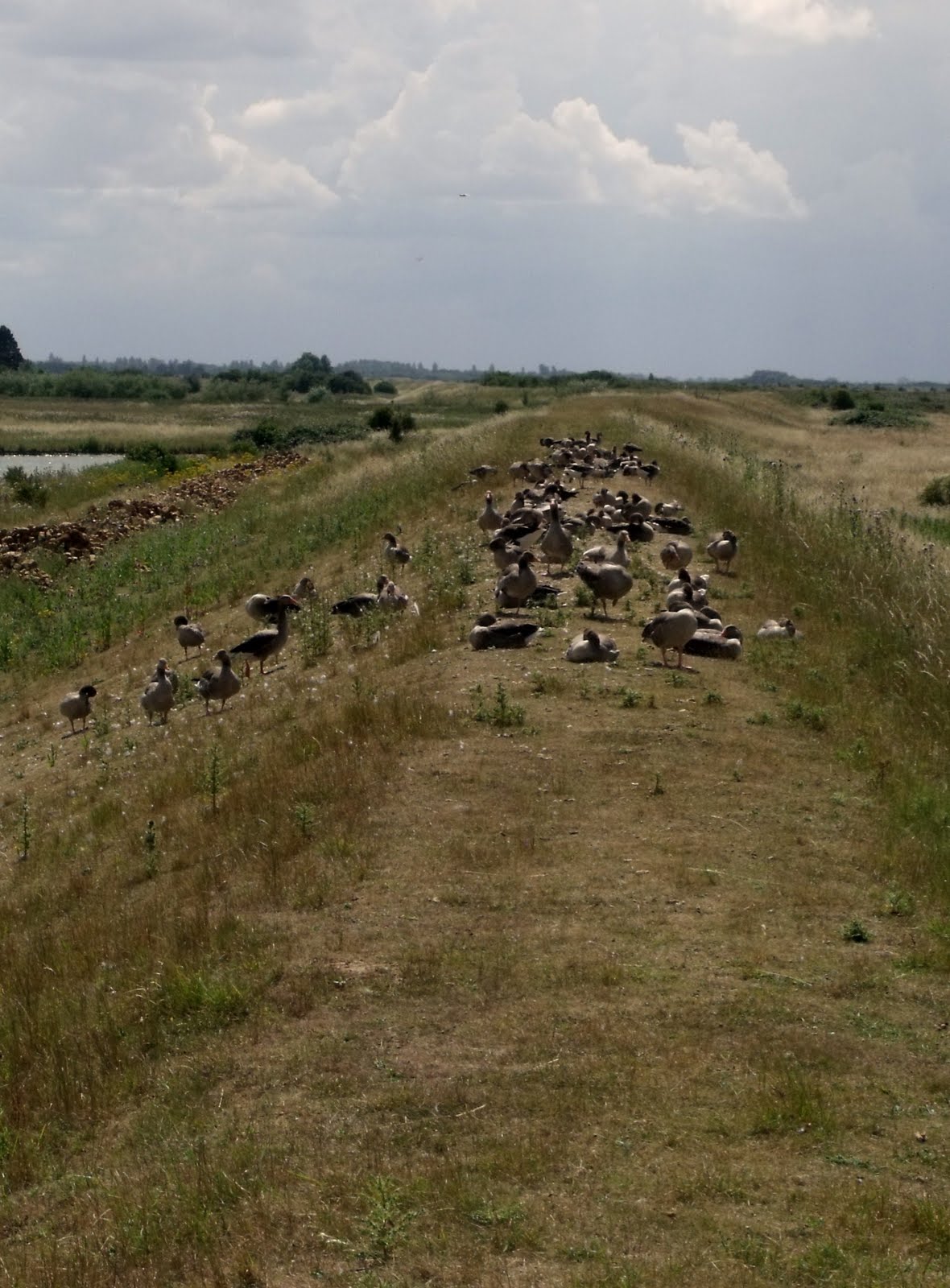 Norfork Photography: Snettisham RSPB Reserve
