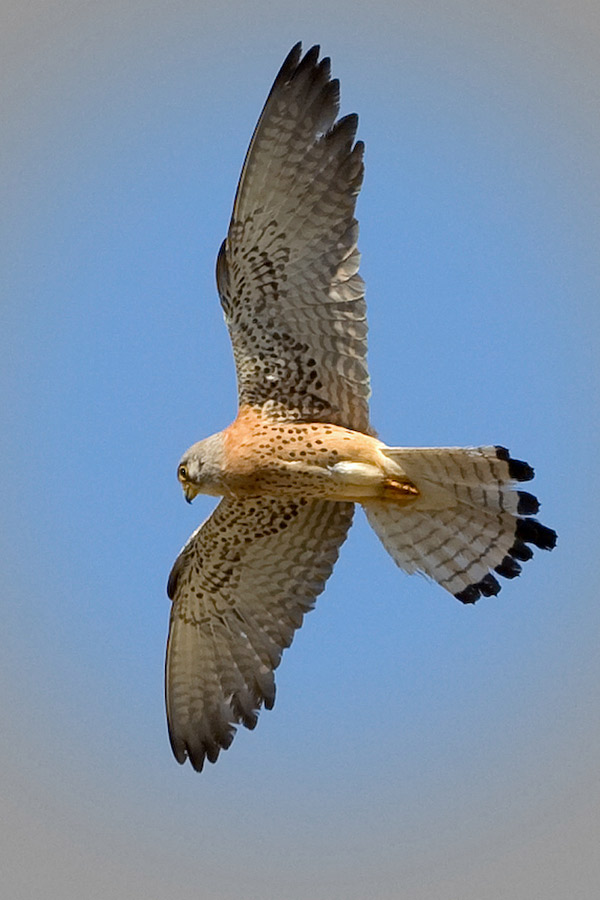 Lesser Kestrel