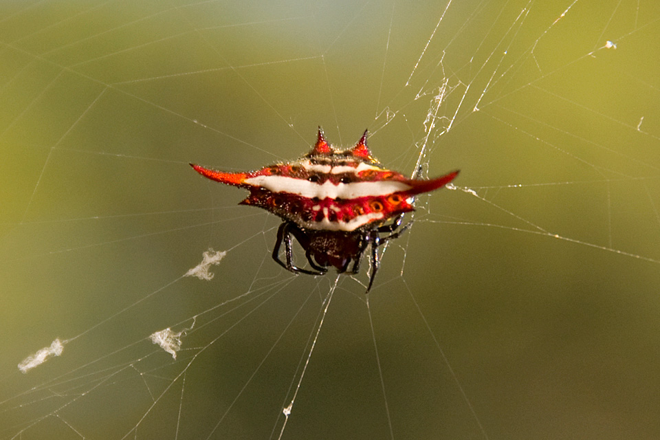 Wanderlust: A Global Odyssey by Matt Prater: The Tiny Country of Swaziland