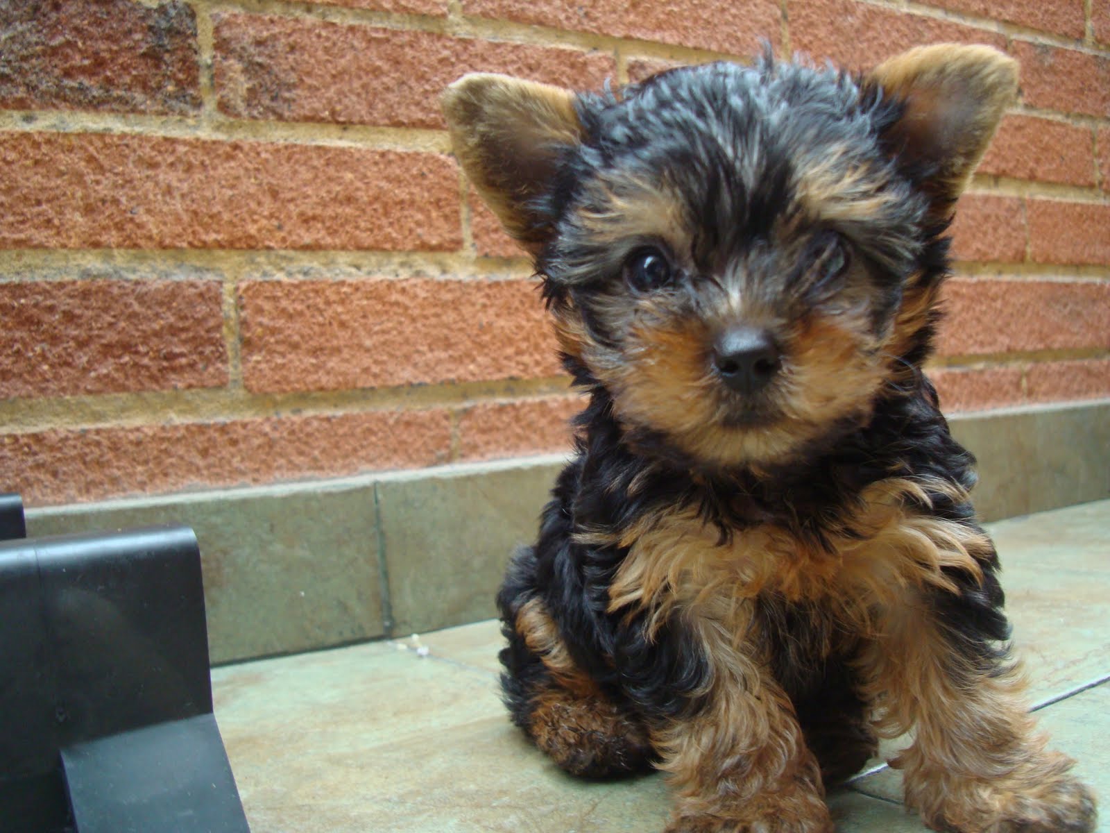 el gringo: mi perrro