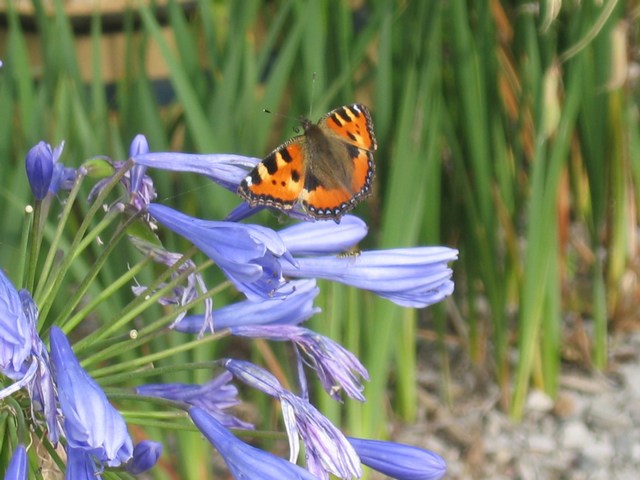 Åke Lagerborg: Vardags 84 Aurora väckte sommerfuglen