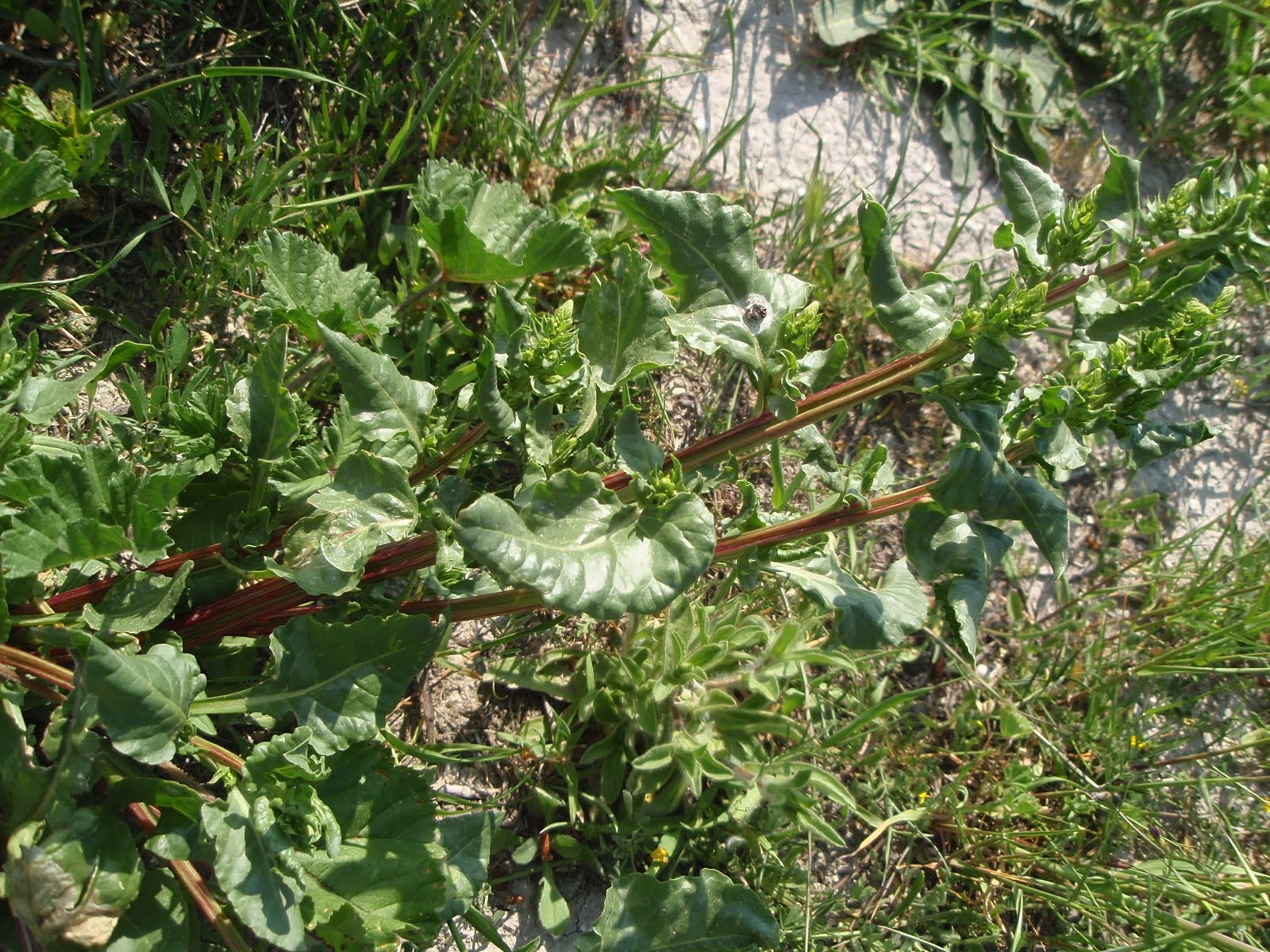 HERBARIO VIRTUAL DE BANYERES DE MARIOLA Y ALICANTE: Beta maritima ...