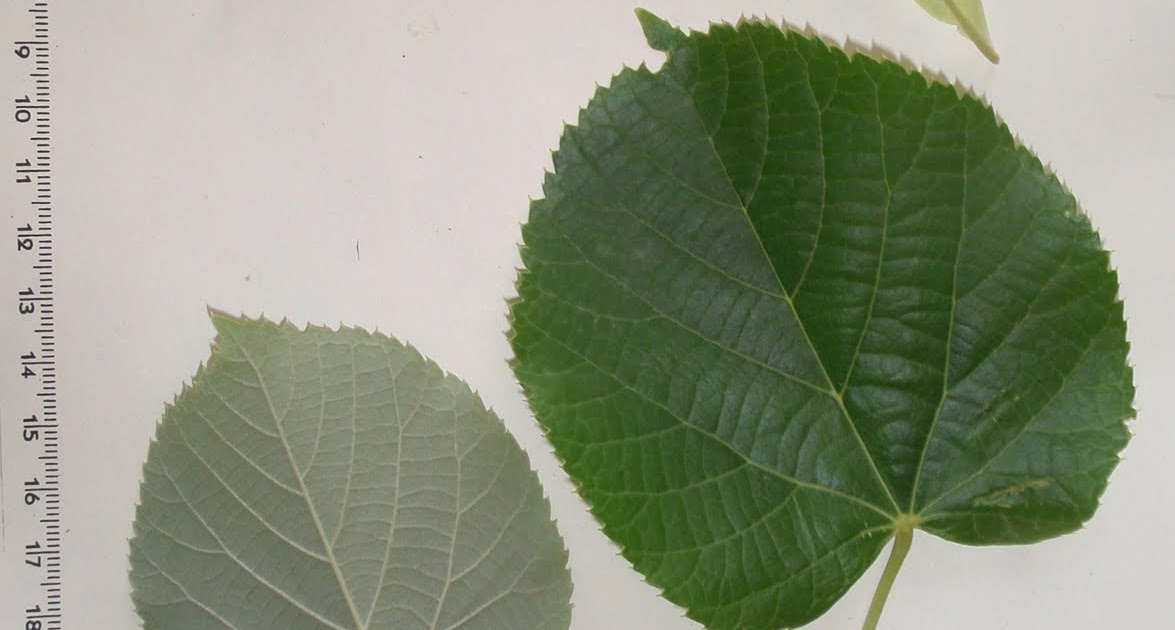 HERBARIO VIRTUAL DE BANYERES DE MARIOLA Y ALICANTE: Tilia cordata ...