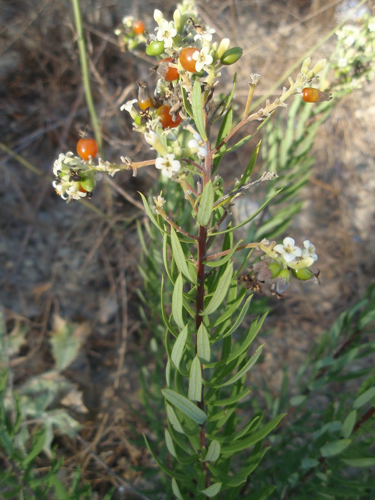 HERBARIO VIRTUAL DE BANYERES DE MARIOLA Y ALICANTE: Daphne gnidium ...