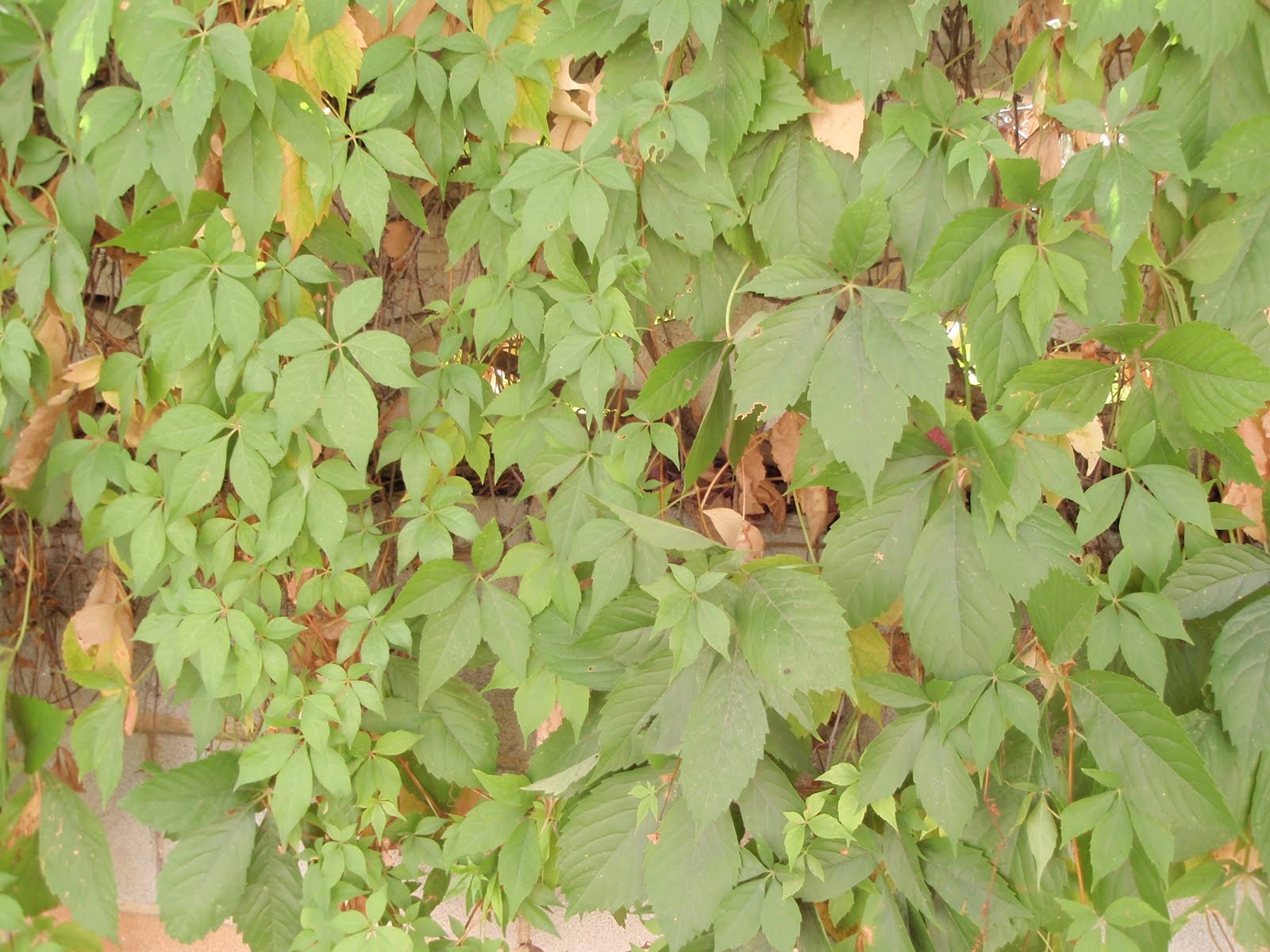 HERBARIO VIRTUAL DE BANYERES DE MARIOLA Y ALICANTE: Ampelopsis veitchii ...