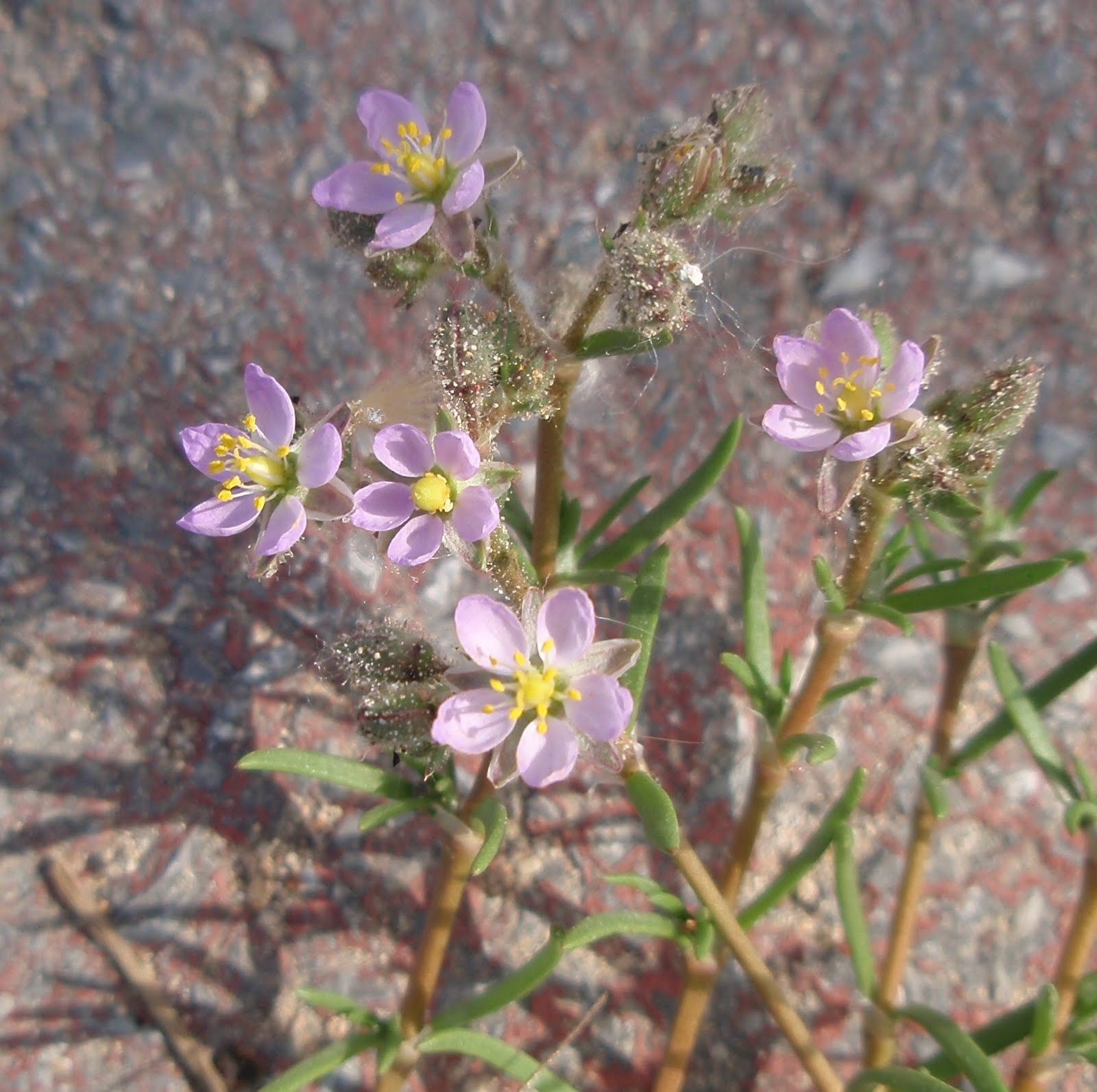 HERBARIO VIRTUAL DE BANYERES DE MARIOLA Y ALICANTE: Spergularia rubra ...