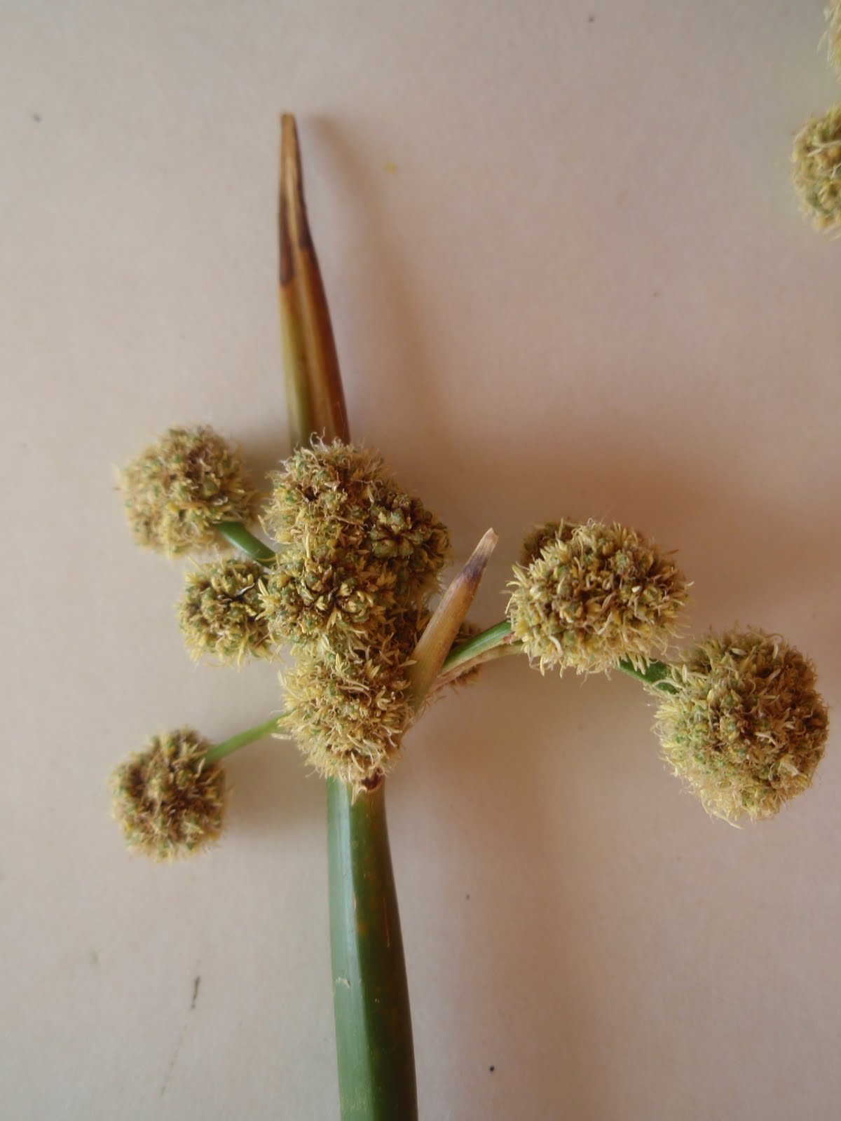 HERBARIO VIRTUAL DE BANYERES DE MARIOLA Y ALICANTE: Scirpus vulgaris ...