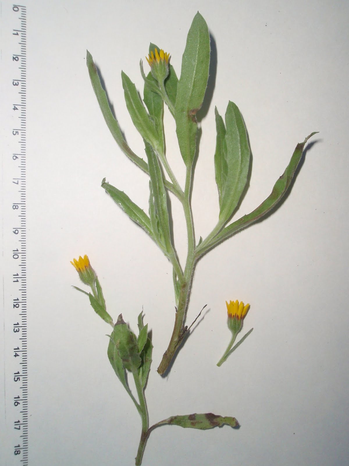 Calendula Arvensis