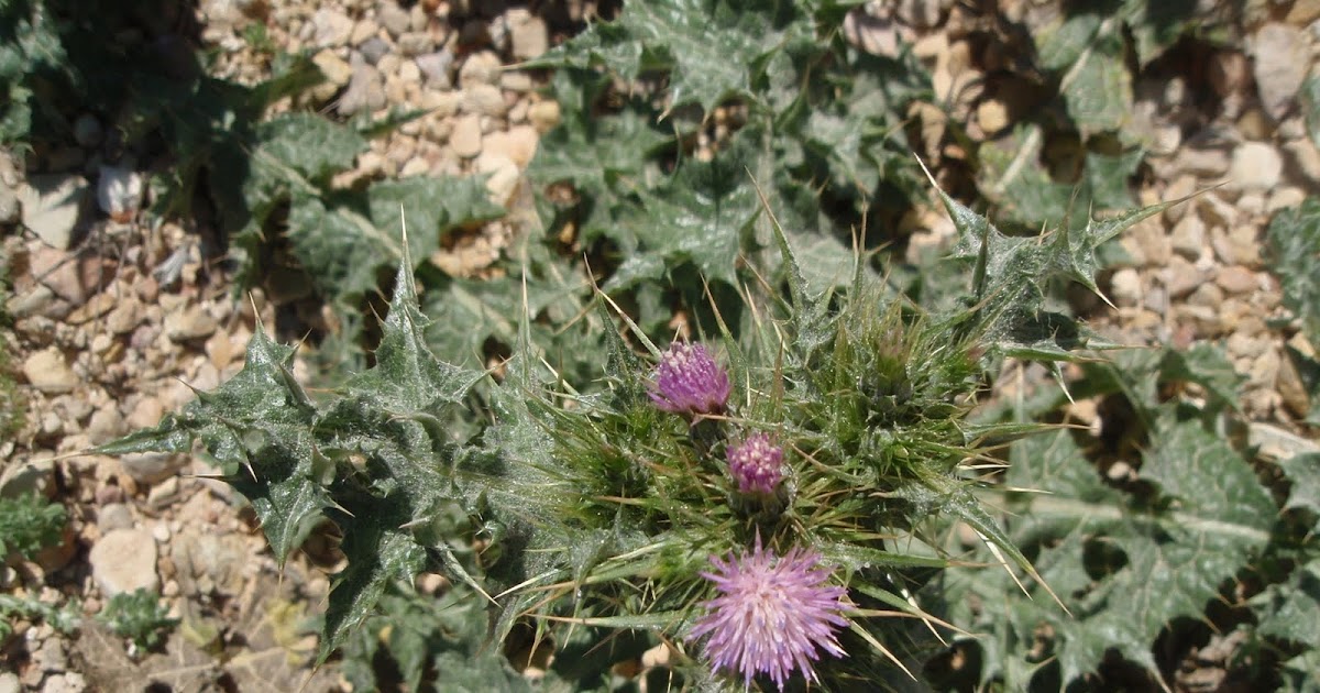 HERBARIO VIRTUAL DE BANYERES DE MARIOLA Y ALICANTE: Carduus bourgeanus ...