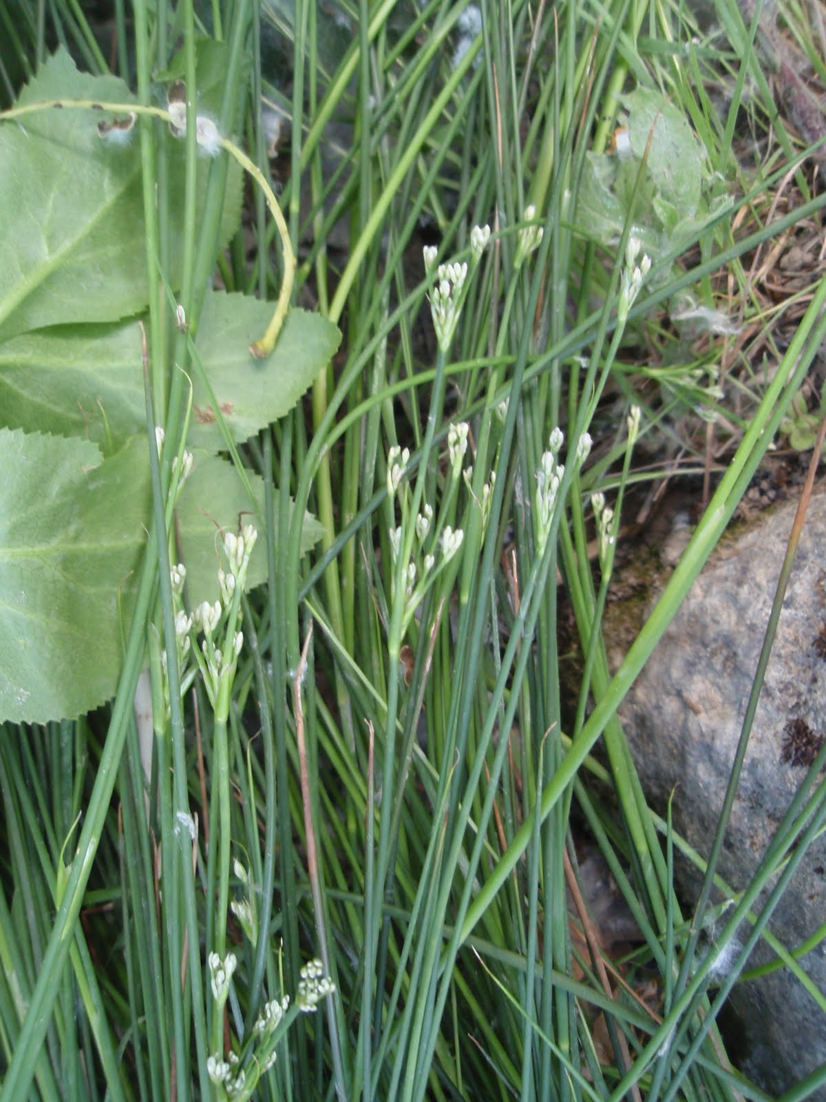 HERBARIO VIRTUAL DE BANYERES DE MARIOLA Y ALICANTE: Juncus subulatus ...