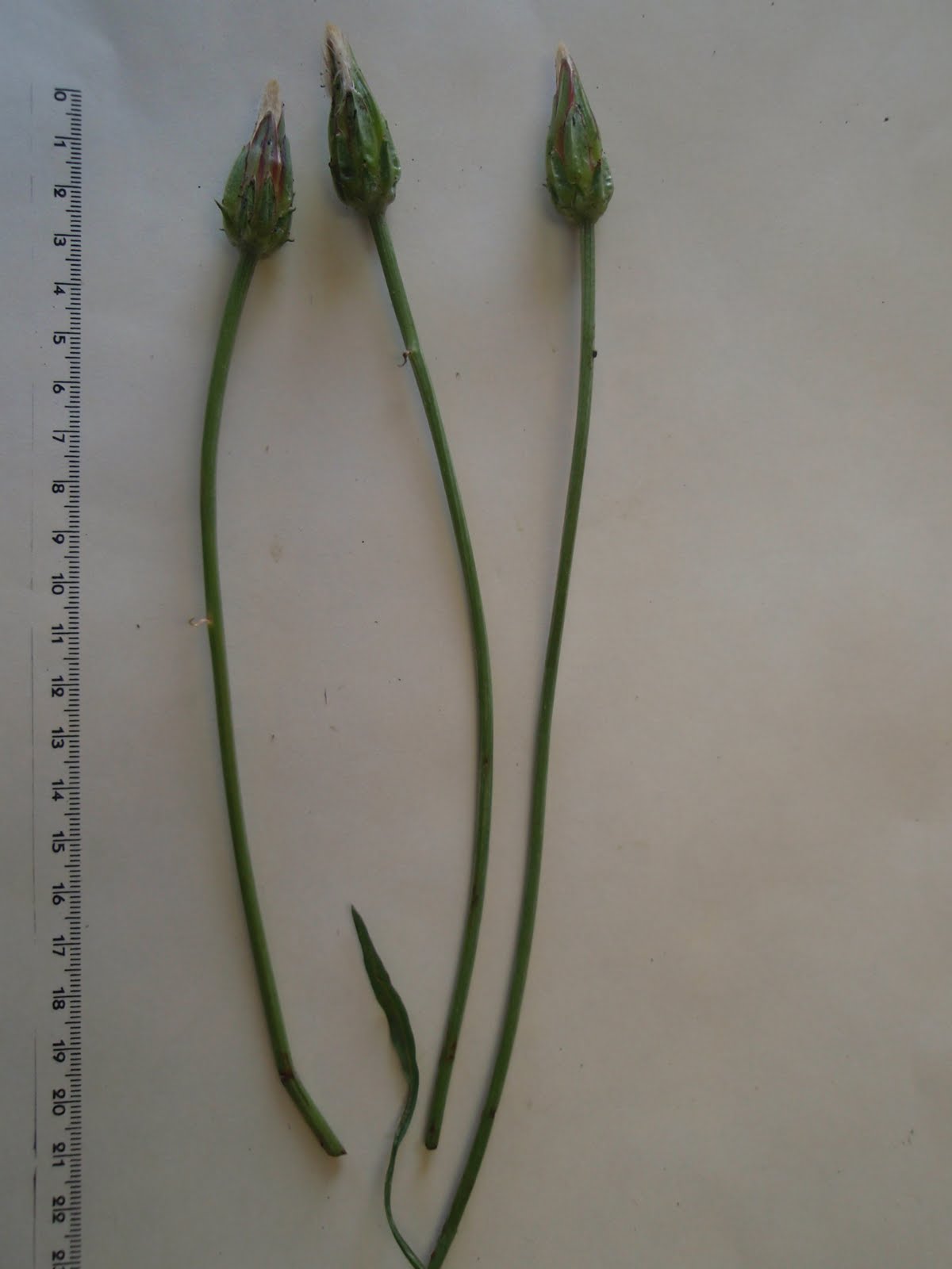 HERBARIO VIRTUAL DE BANYERES DE MARIOLA Y ALICANTE: Podospermum ...