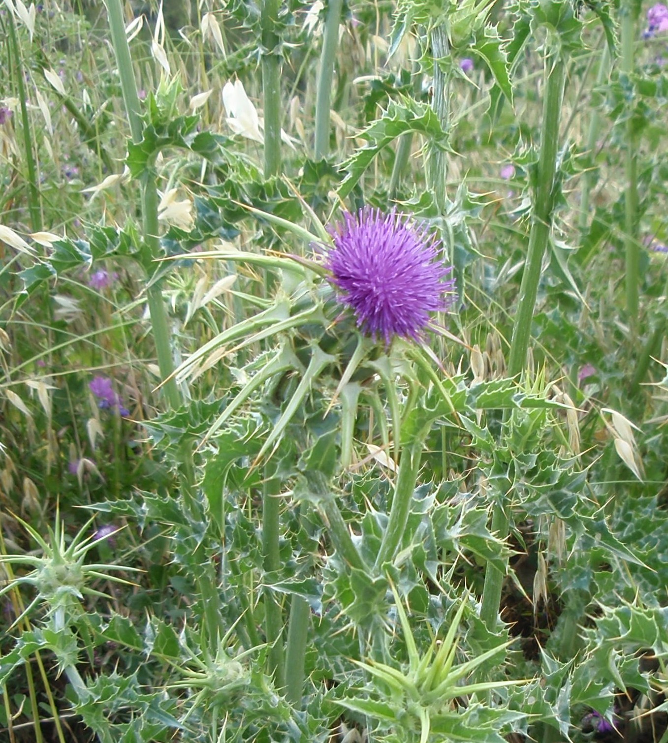 HERBARIO VIRTUAL DE BANYERES DE MARIOLA Y ALICANTE: Silybum marianum ...