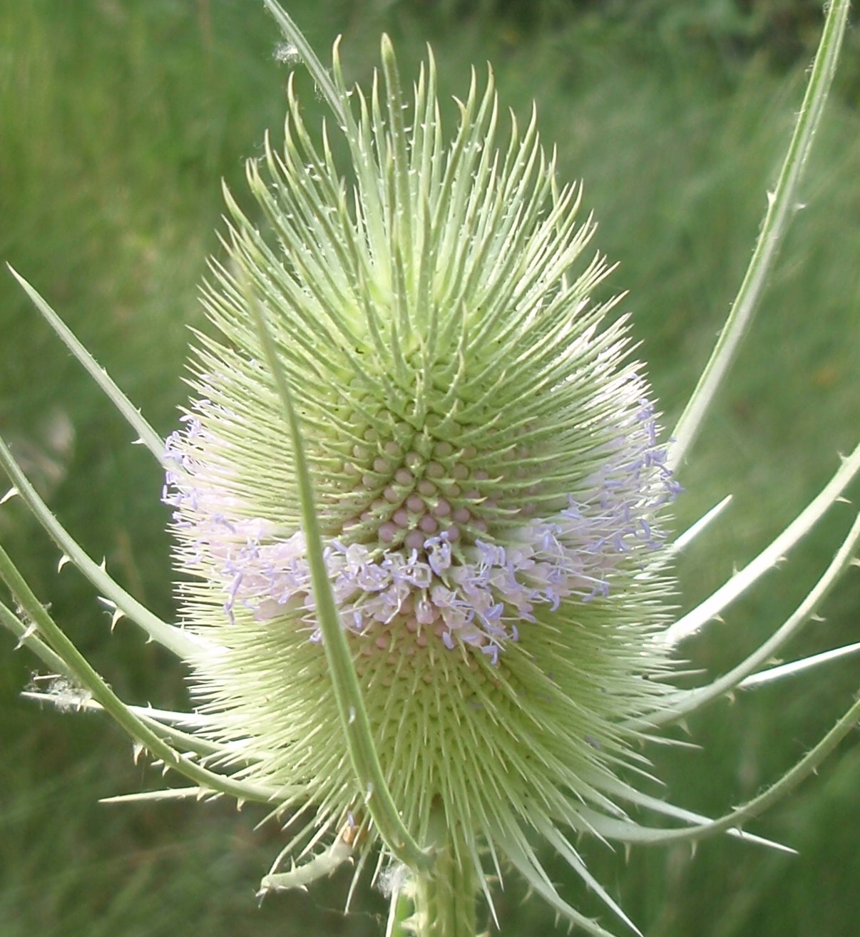 HERBARIO VIRTUAL DE BANYERES DE MARIOLA Y ALICANTE: Dipsacus fullonum ...