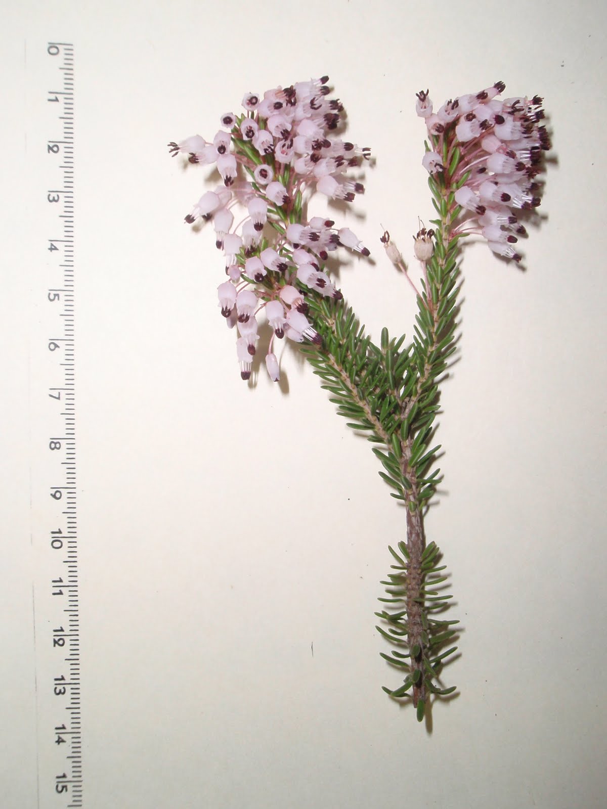 HERBARIO VIRTUAL DE BANYERES DE MARIOLA Y ALICANTE: Erica multiflora ...