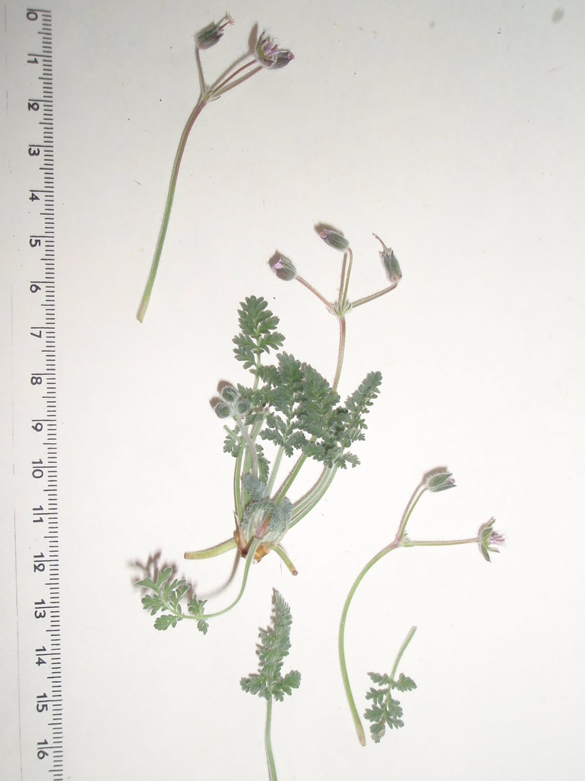HERBARIO VIRTUAL DE BANYERES DE MARIOLA Y ALICANTE: Erodium saxatile ...