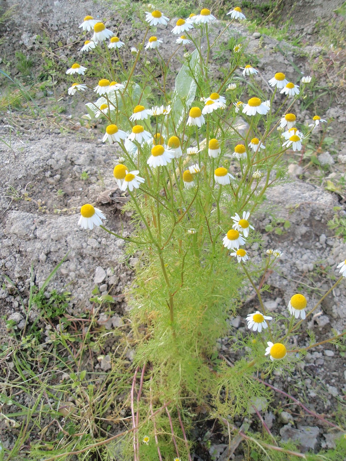 HERBARIO VIRTUAL DE BANYERES DE MARIOLA Y ALICANTE: Matricaria recutita ...
