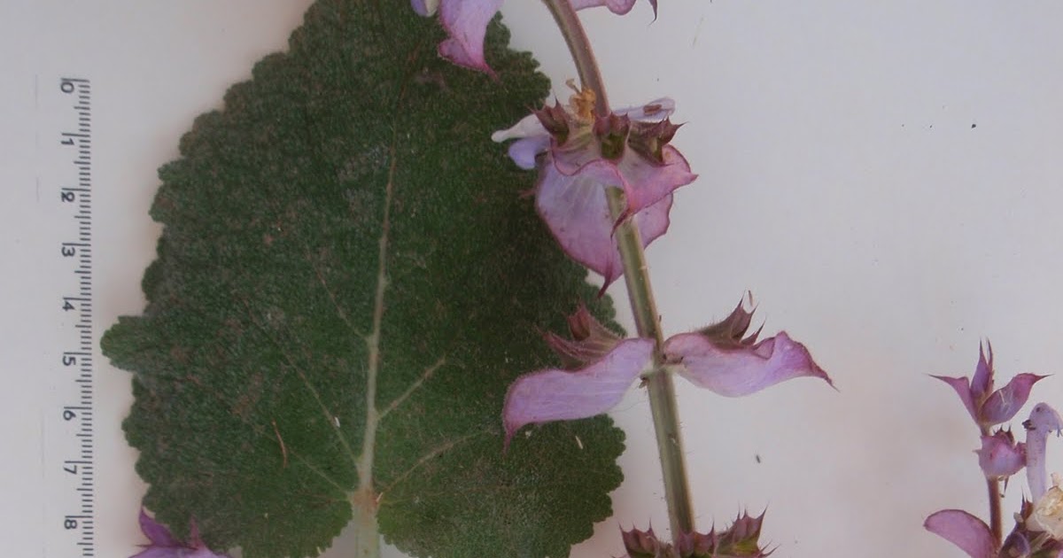 HERBARIO VIRTUAL DE BANYERES DE MARIOLA Y ALICANTE: Salvia sclarea ...