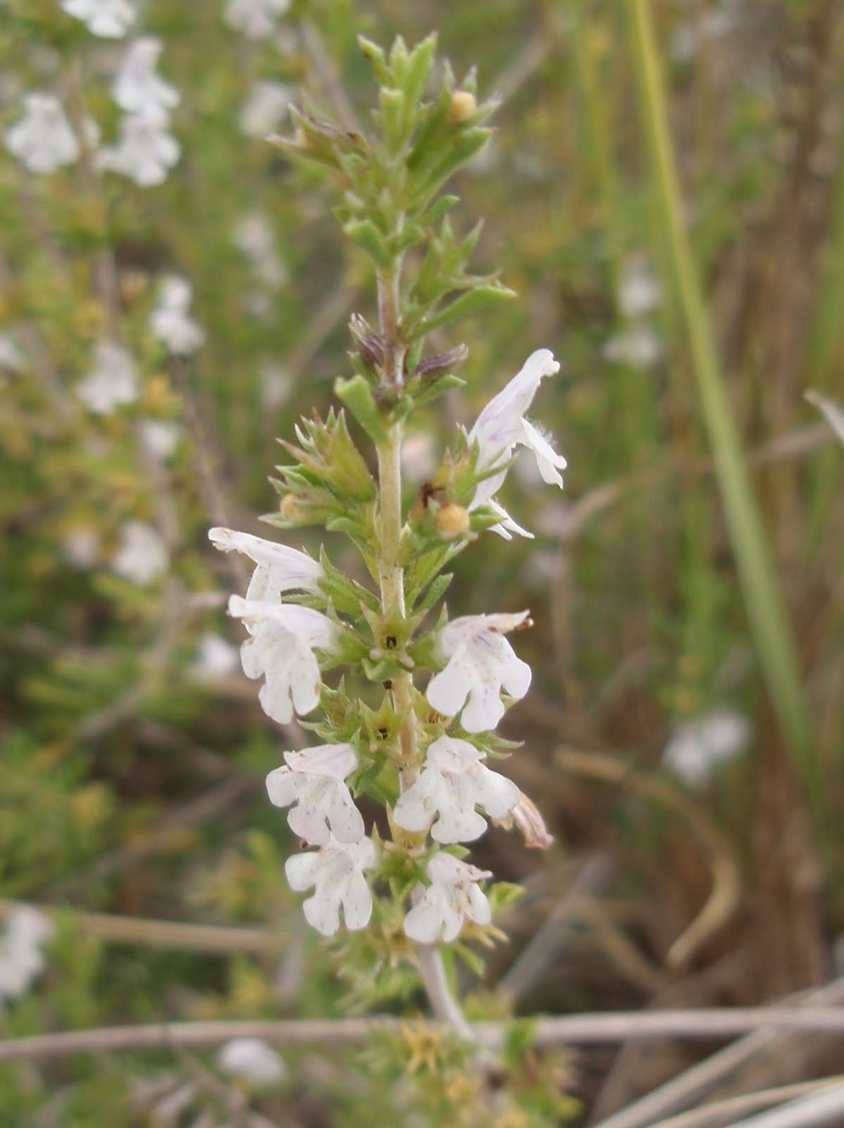 HERBARIO VIRTUAL DE BANYERES DE MARIOLA Y ALICANTE: Satureja obovata ...