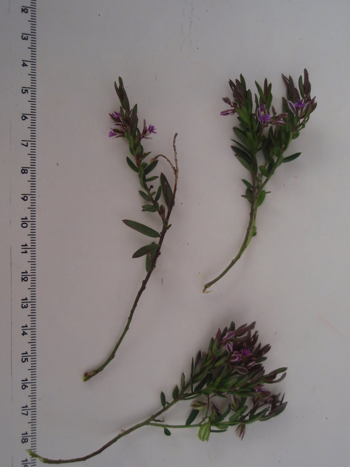 HERBARIO VIRTUAL DE BANYERES DE MARIOLA Y ALICANTE: Polygala rupestris ...