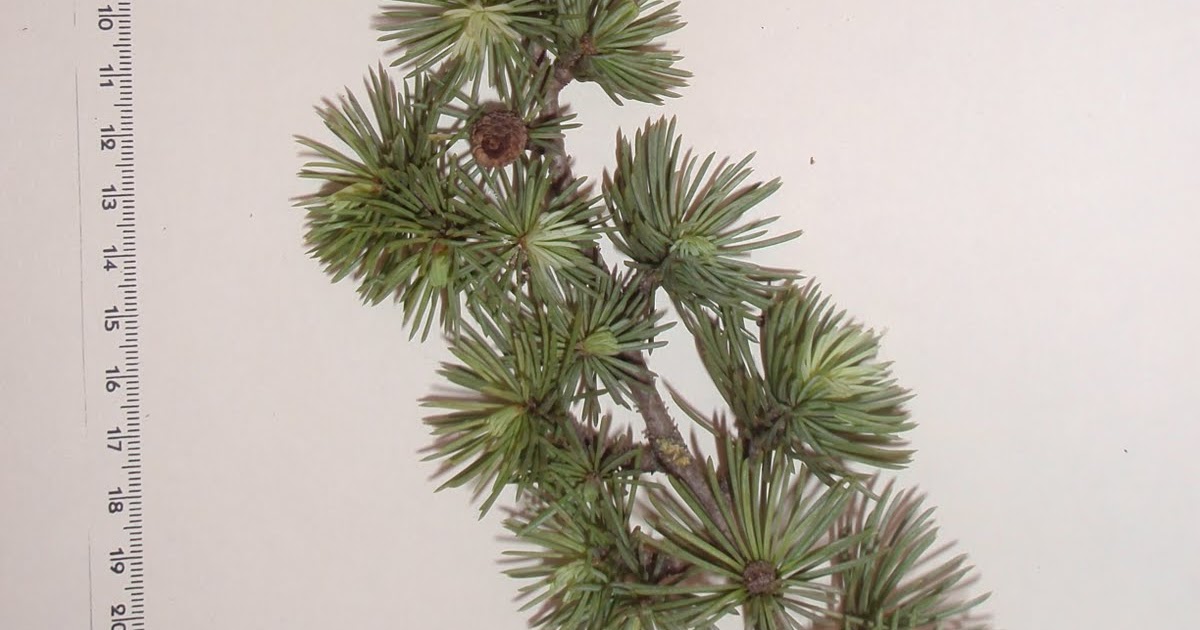 HERBARIO VIRTUAL DE BANYERES DE MARIOLA Y ALICANTE: Cedrus atlantica ...