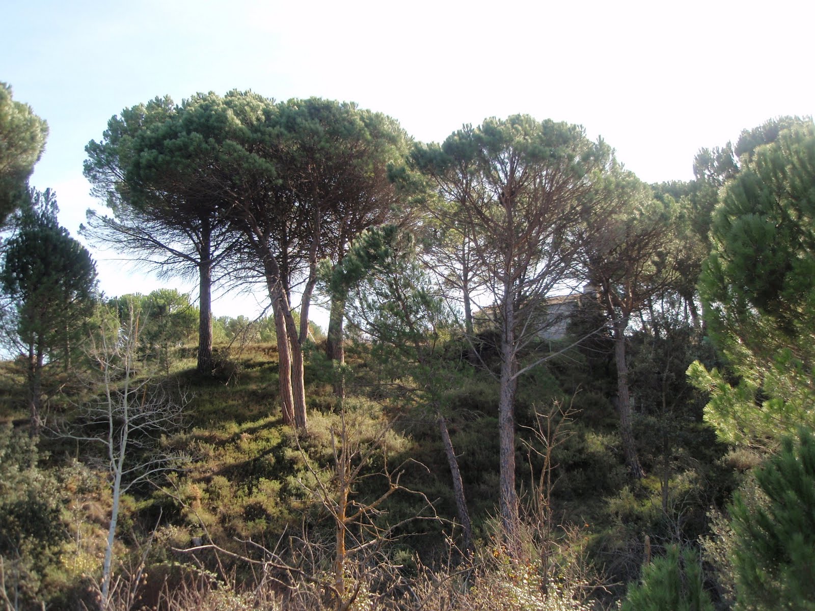 HERBARIO VIRTUAL DE BANYERES DE MARIOLA Y ALICANTE: Pinus pinea - Pino ...