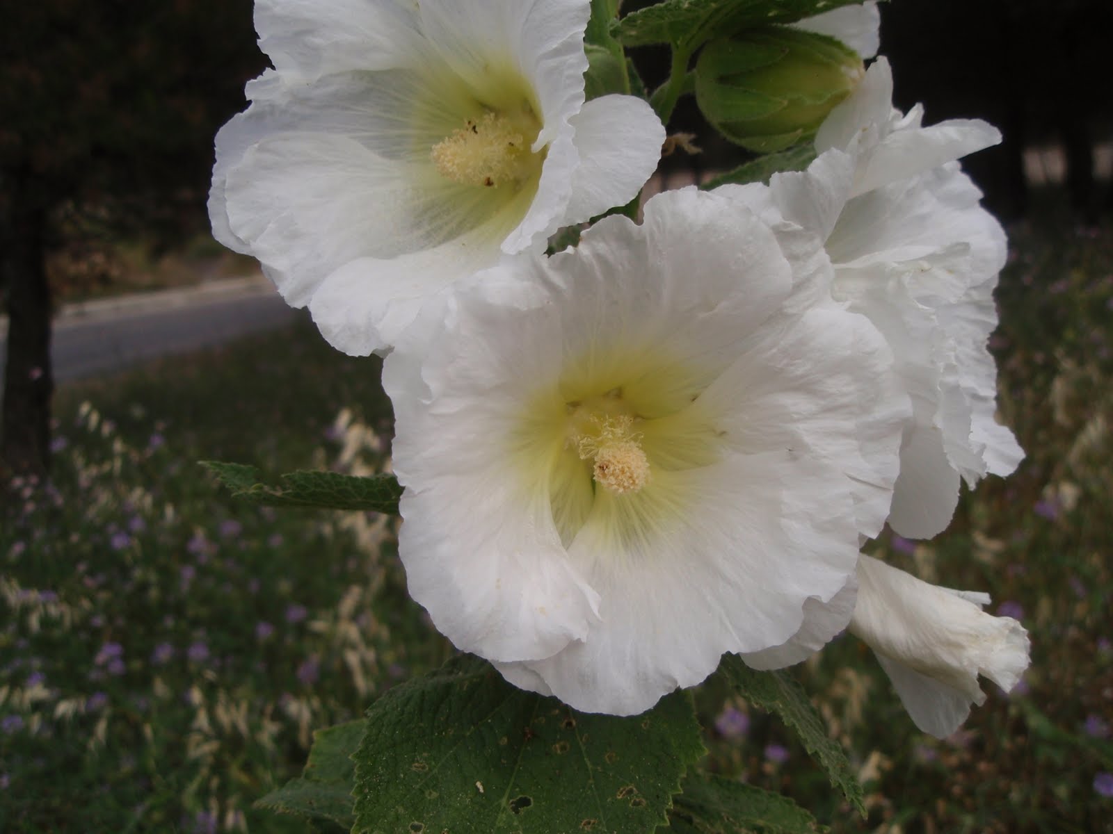 HERBARIO VIRTUAL DE BANYERES DE MARIOLA Y ALICANTE: Alcea rosea - Malva ...