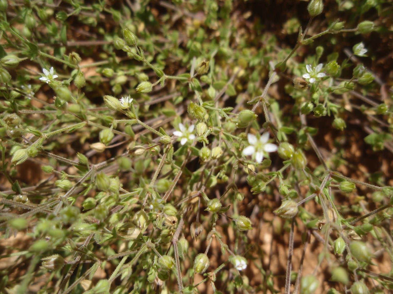 HERBARIO VIRTUAL DE BANYERES DE MARIOLA Y ALICANTE: Arenaria serpyllifolia