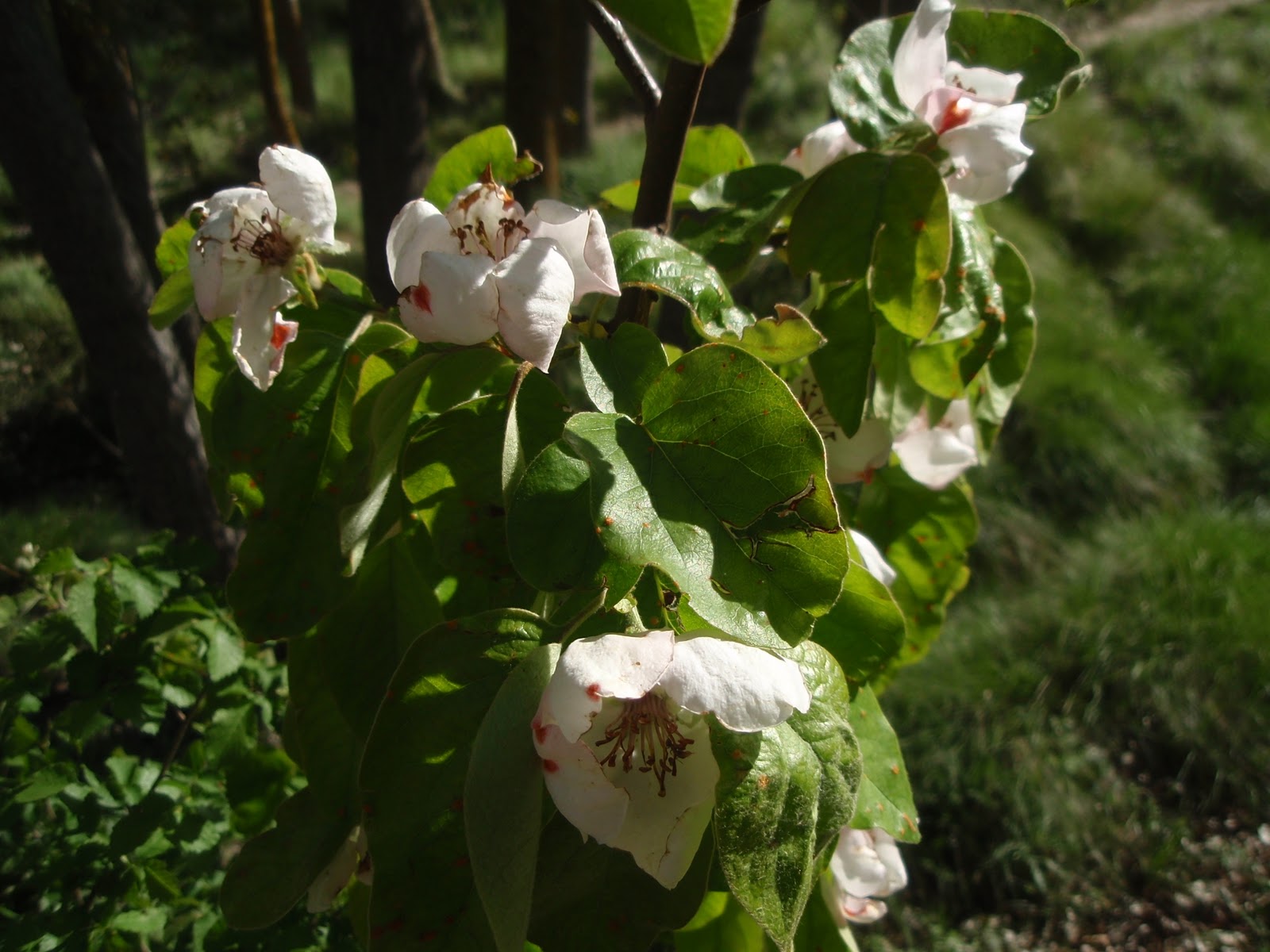 HERBARIO VIRTUAL DE BANYERES DE MARIOLA Y ALICANTE: Cydonia oblonga ...