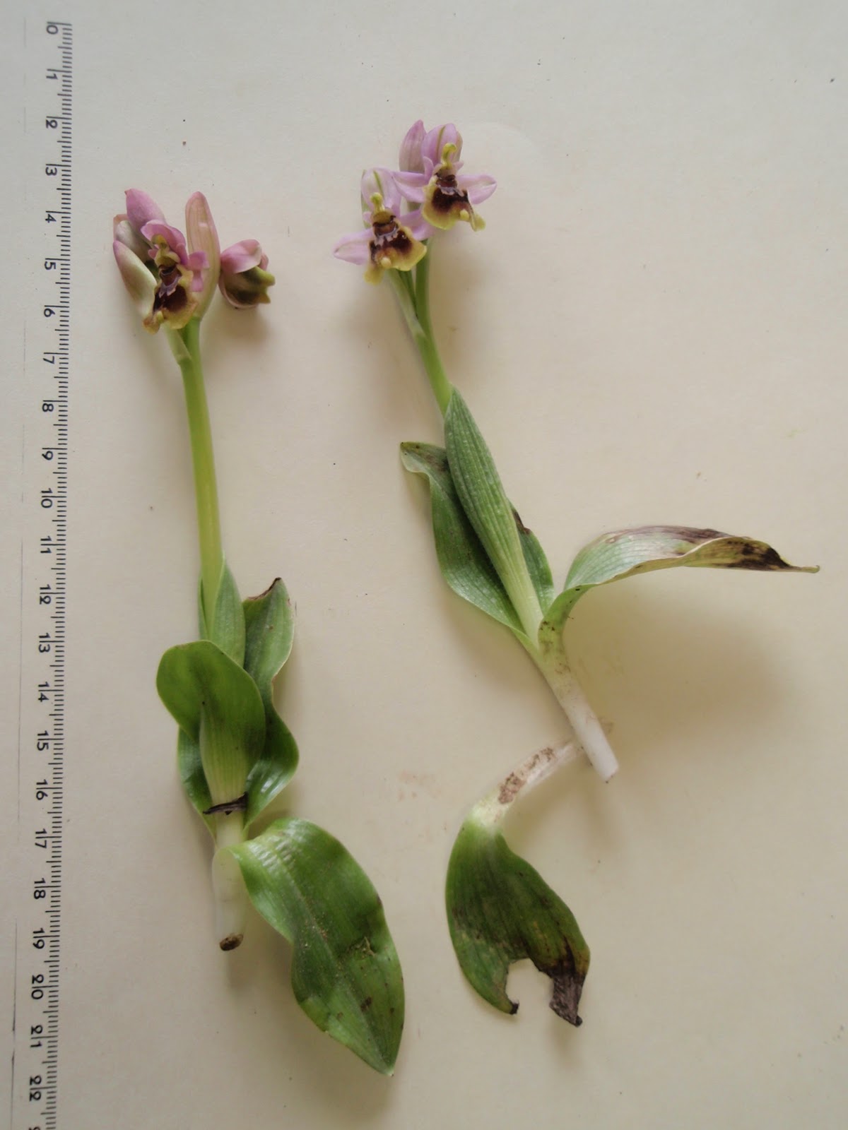 HERBARIO VIRTUAL DE BANYERES DE MARIOLA Y ALICANTE: Ophrys ...