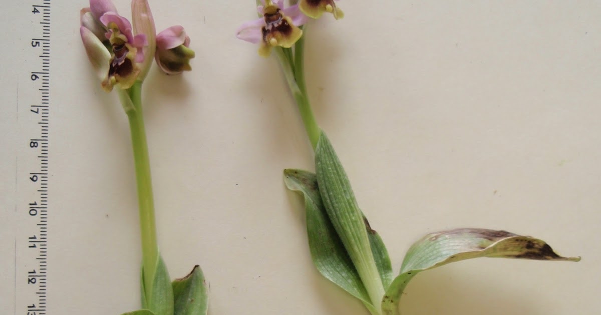 HERBARIO VIRTUAL DE BANYERES DE MARIOLA Y ALICANTE: Ophrys ...