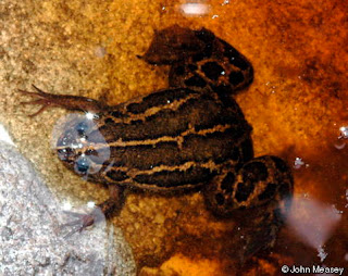 ENDANGERED SPECIES: Amphibians