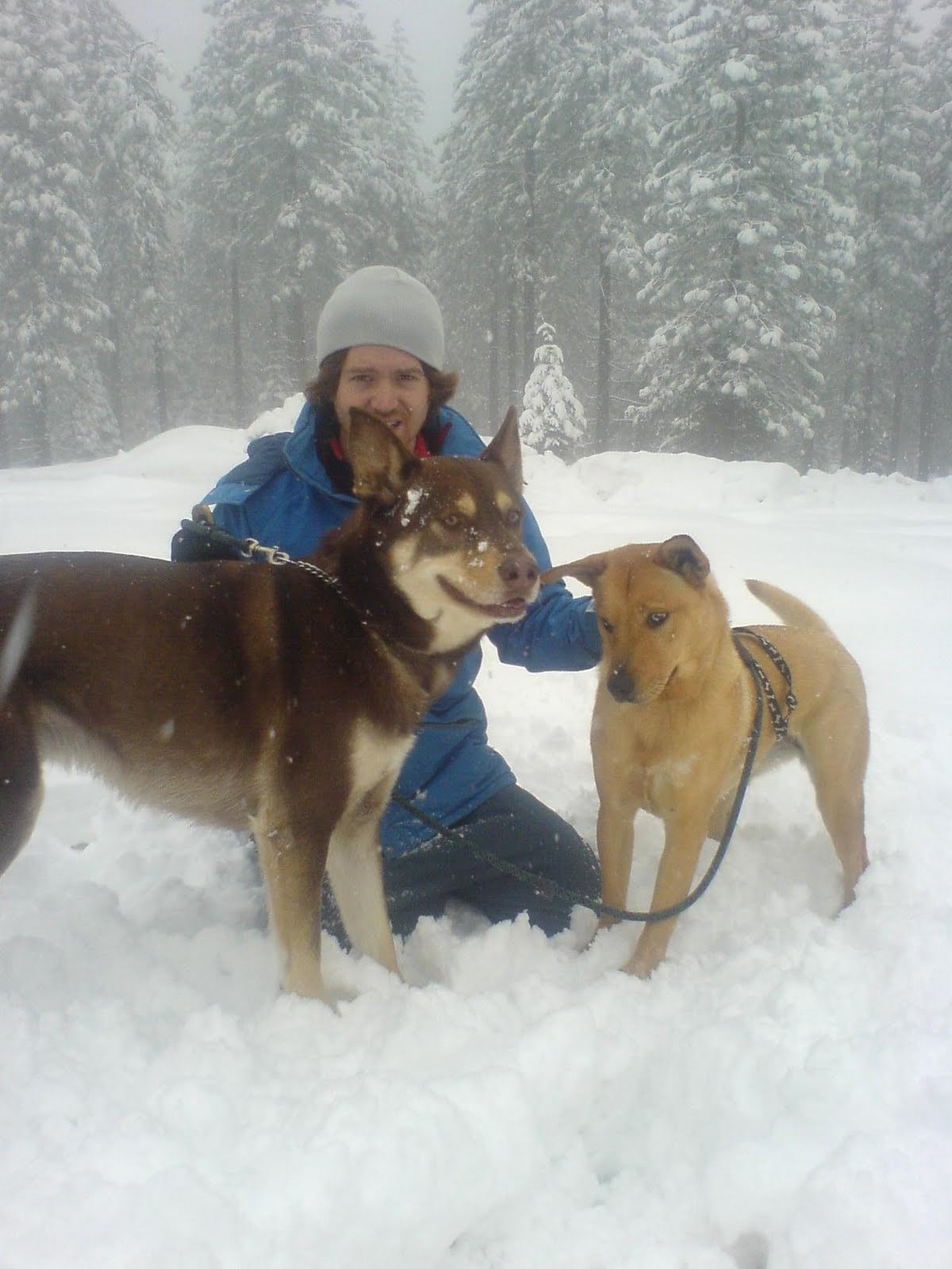 coffee with a canine: Cassi Olson & Ziggy and Bowie