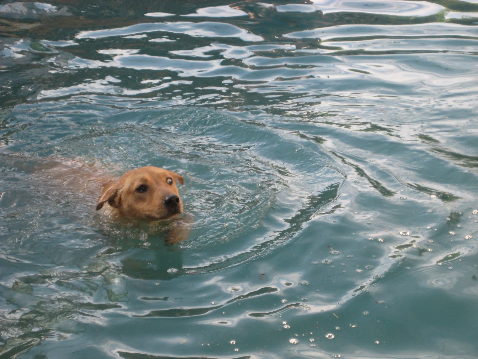 coffee with a canine: Cassi Olson & Ziggy and Bowie