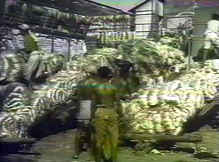 The Film Sufi: "The River" - Jean Renoir (1951)