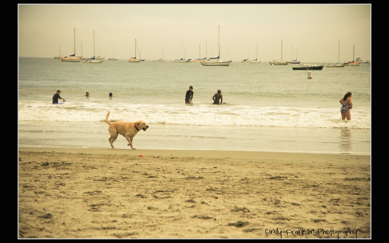 Cindy Franklin Photography: Beach Day