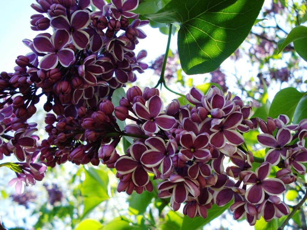 corina chiriac: Flori de mai...