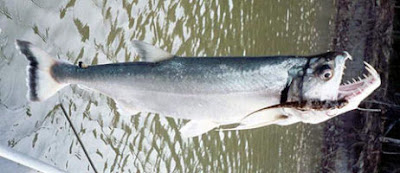 Peixe Cachorra ~ Peixes Ornamentais e de Rio